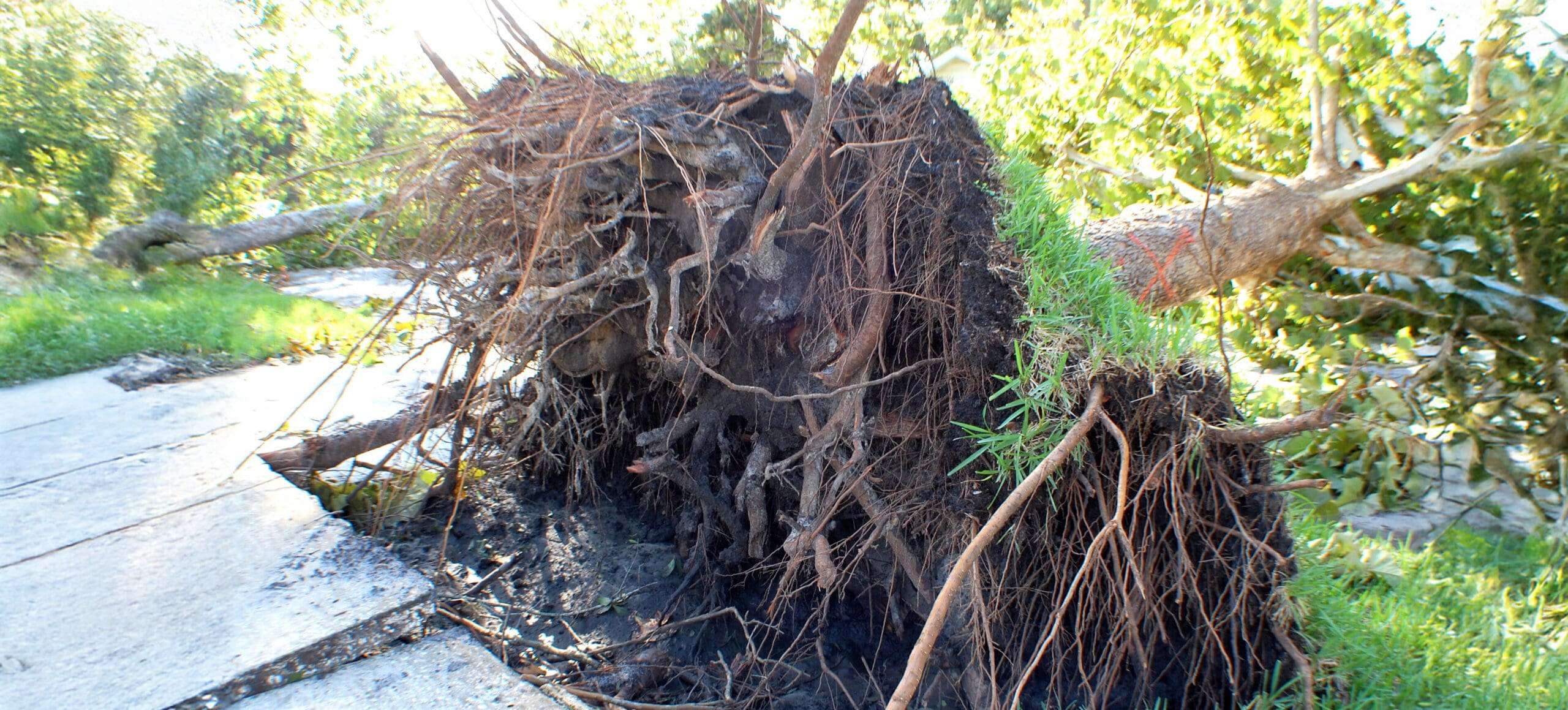 Can Tree Roots Really Do Damage To My Home's Foundation? | Level Up